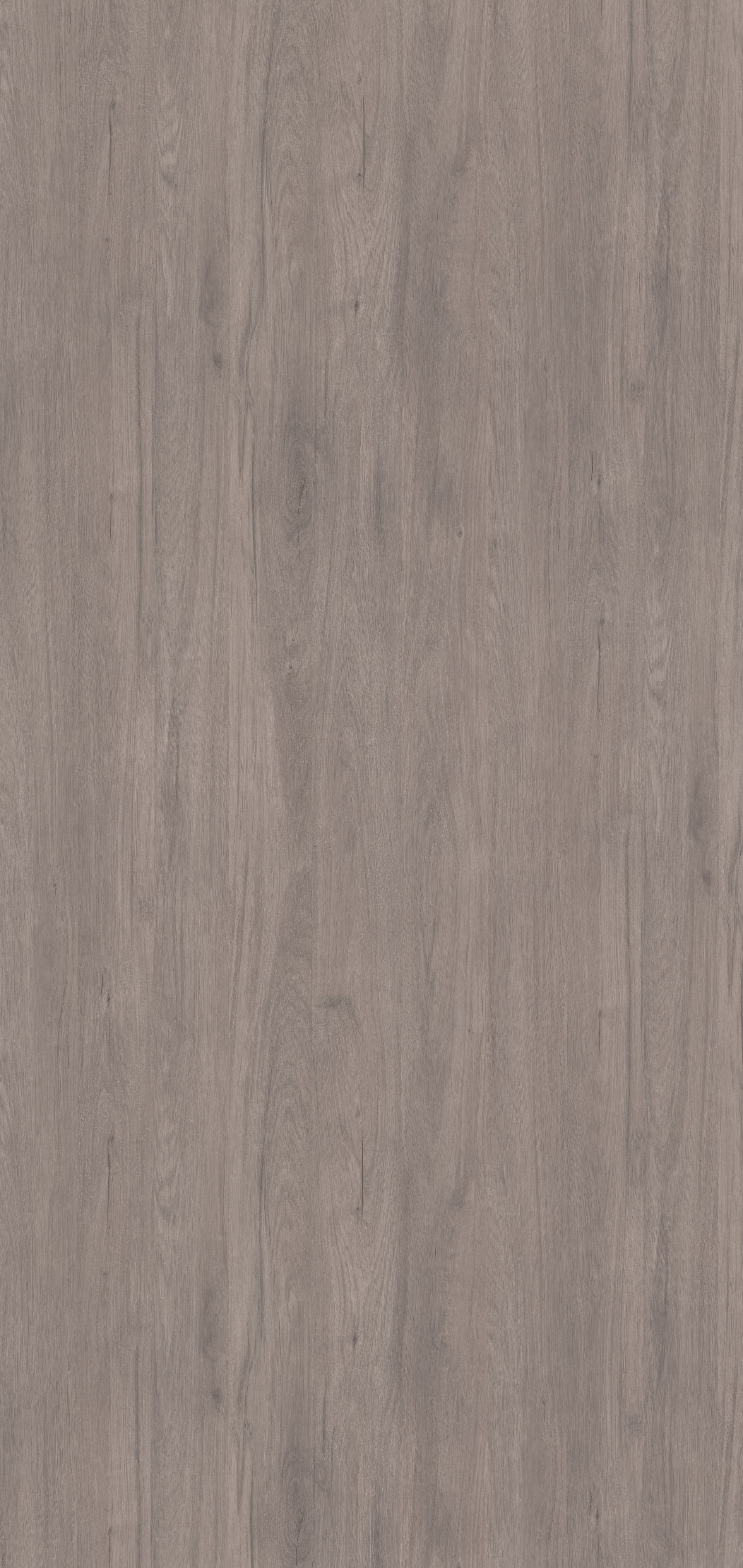 Roble Colorado - Agloval