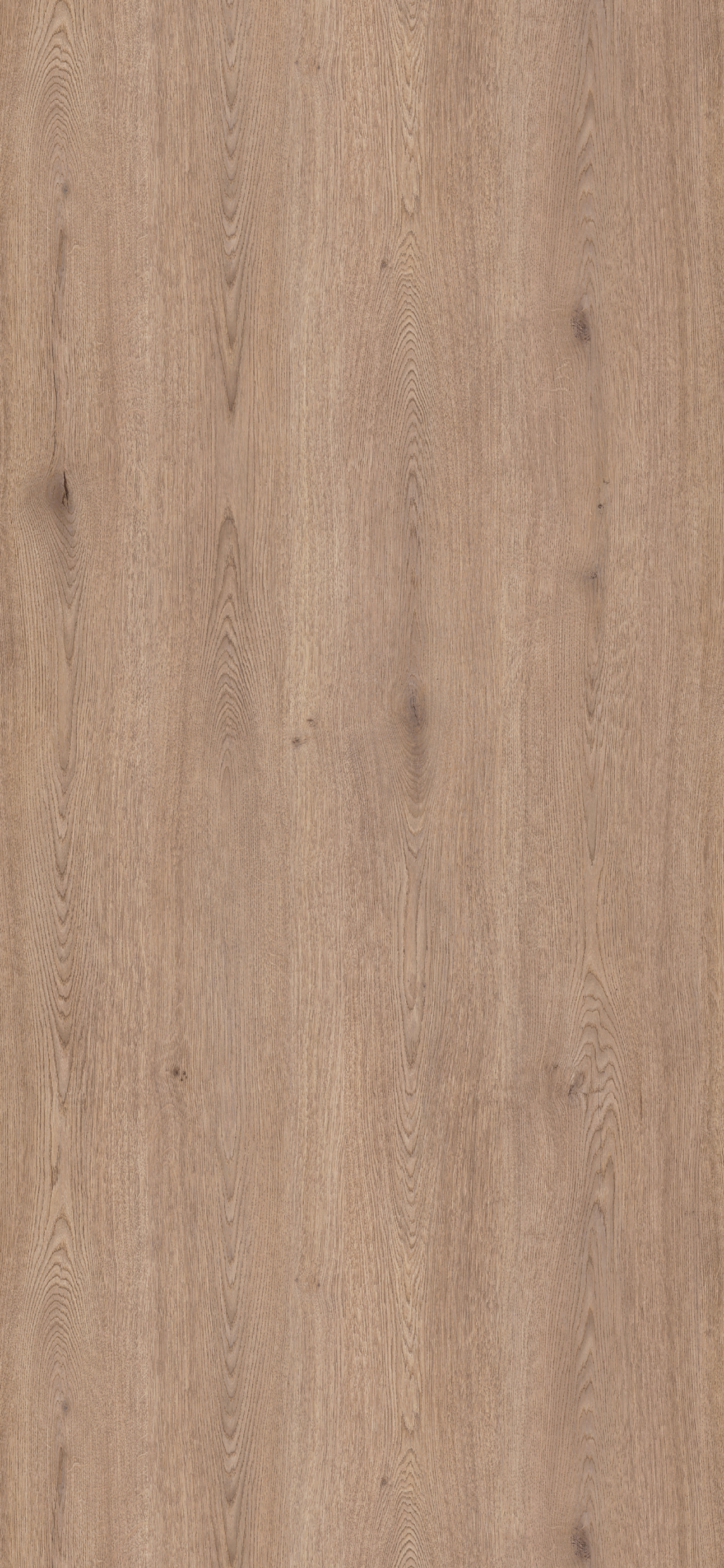 Roble Barlovento - Agloval